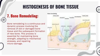 Presentation on the topic- Histology: BONE TISSUE | PDF