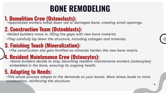 Presentation on the topic- Histology: BONE TISSUE | PDF | Bone and Joint Conditions | Diseases ...