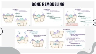 Presentation on the topic- Histology: BONE TISSUE | PDF