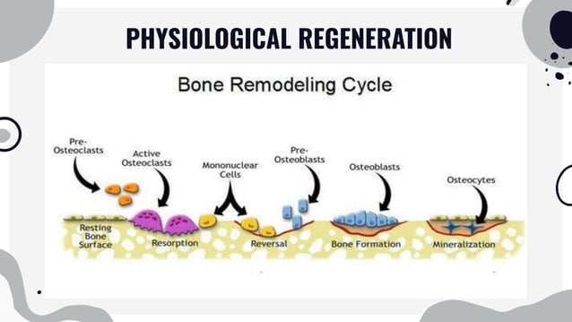 Presentation on the topic- Histology: BONE TISSUE | PDF | Bone and Joint Conditions | Diseases ...