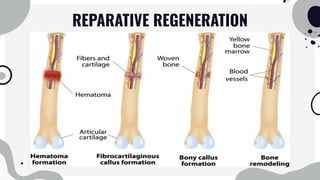 Presentation on the topic- Histology: BONE TISSUE | PDF