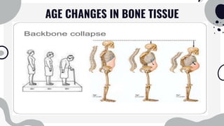 Presentation on the topic- Histology: BONE TISSUE | PDF