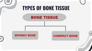 Presentation on the topic- Histology: BONE TISSUE | PDF