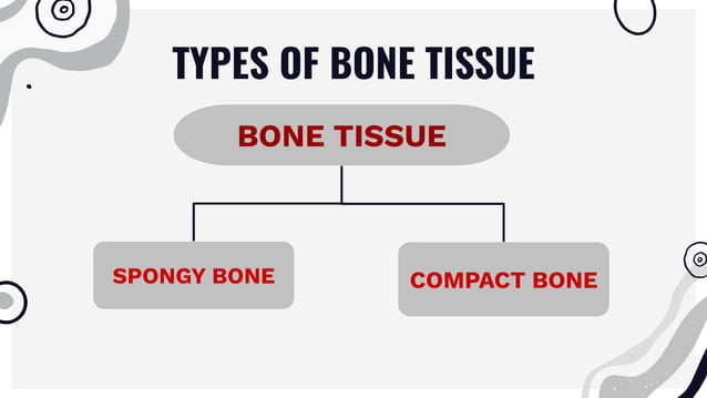 Presentation on the topic- Histology: BONE TISSUE | PDF | Bone and Joint Conditions | Diseases ...