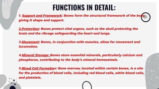 Presentation on the topic- Histology: BONE TISSUE | PDF
