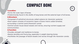 Presentation on the topic- Histology: BONE TISSUE | PDF