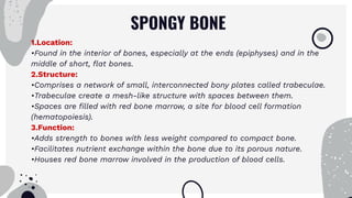 Presentation on the topic- Histology: BONE TISSUE | PDF