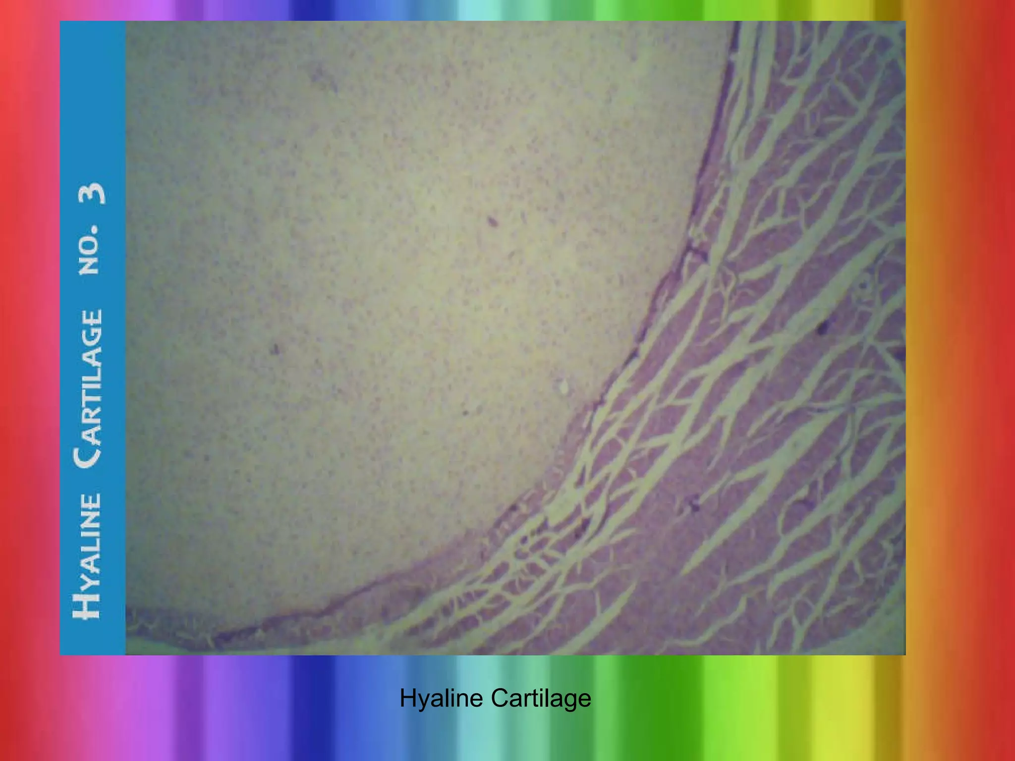 Histology Practical Slides For CLinicaL Pharmacy ☮ Zagazig University | PPT