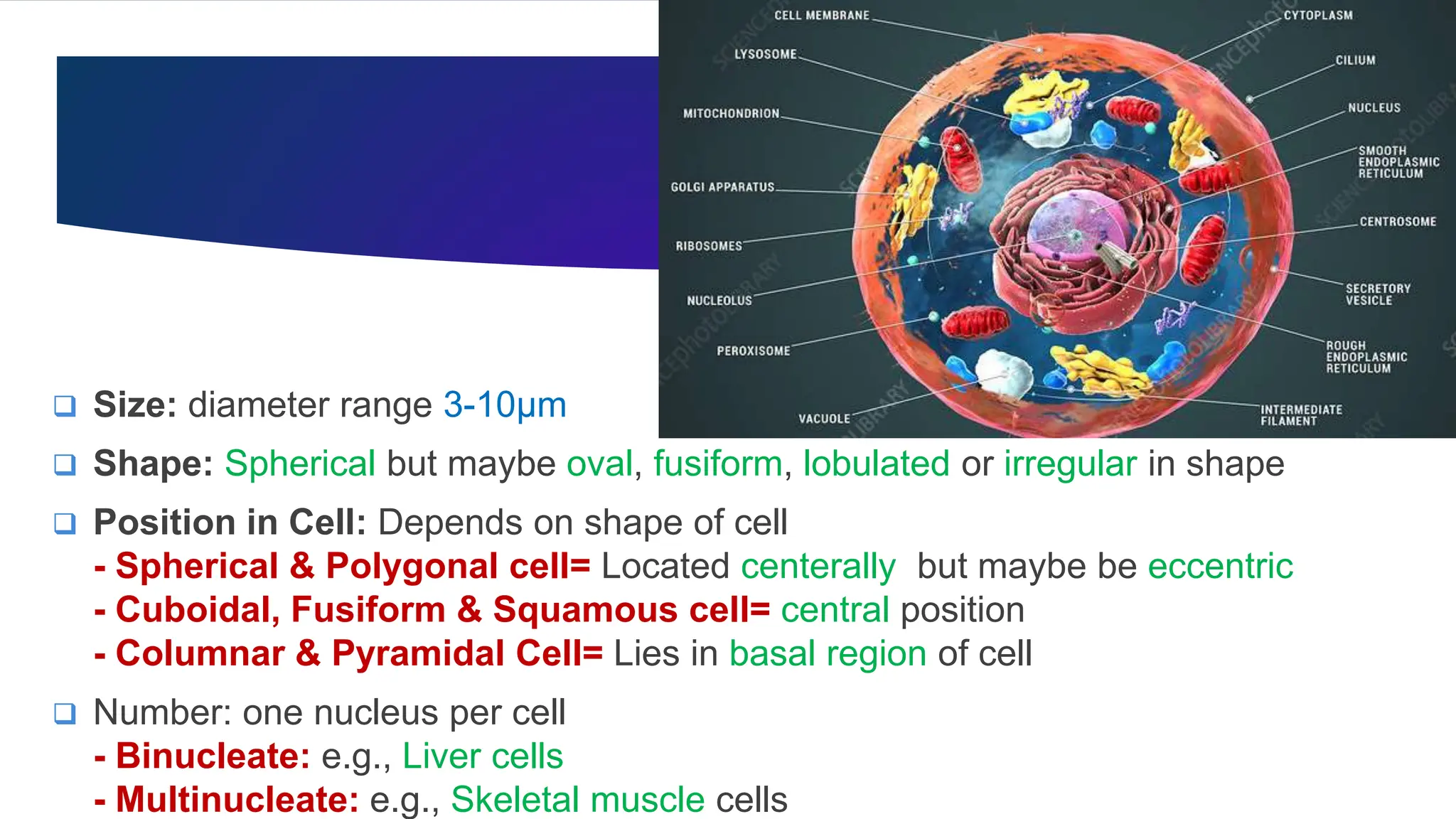 Histology Cell Junction & Nuclear Component by Dr. Rabia I. Gandapore.pptx