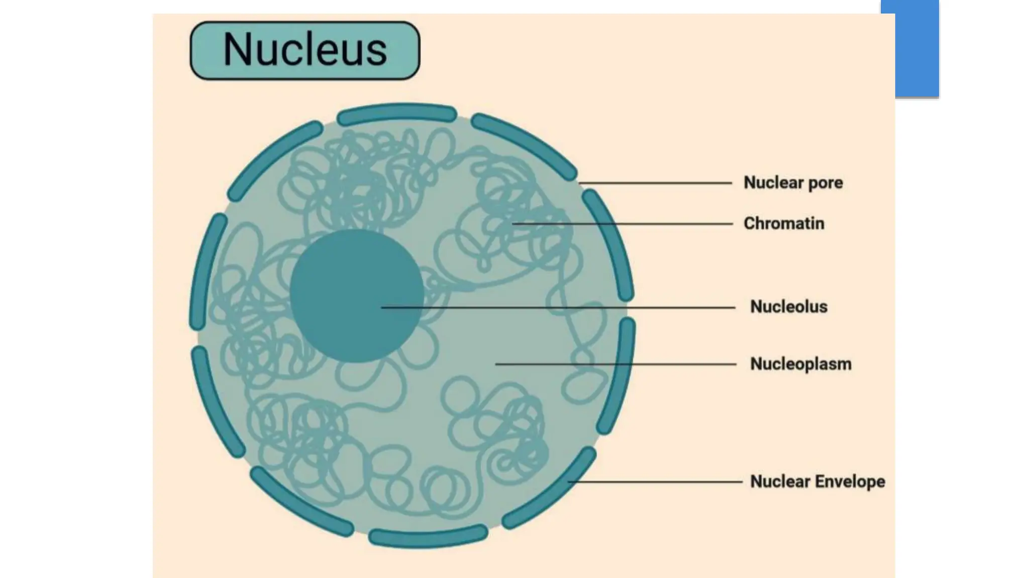 Histology Cell Junction & Nuclear Component by Dr. Rabia I. Gandapore.pptx
