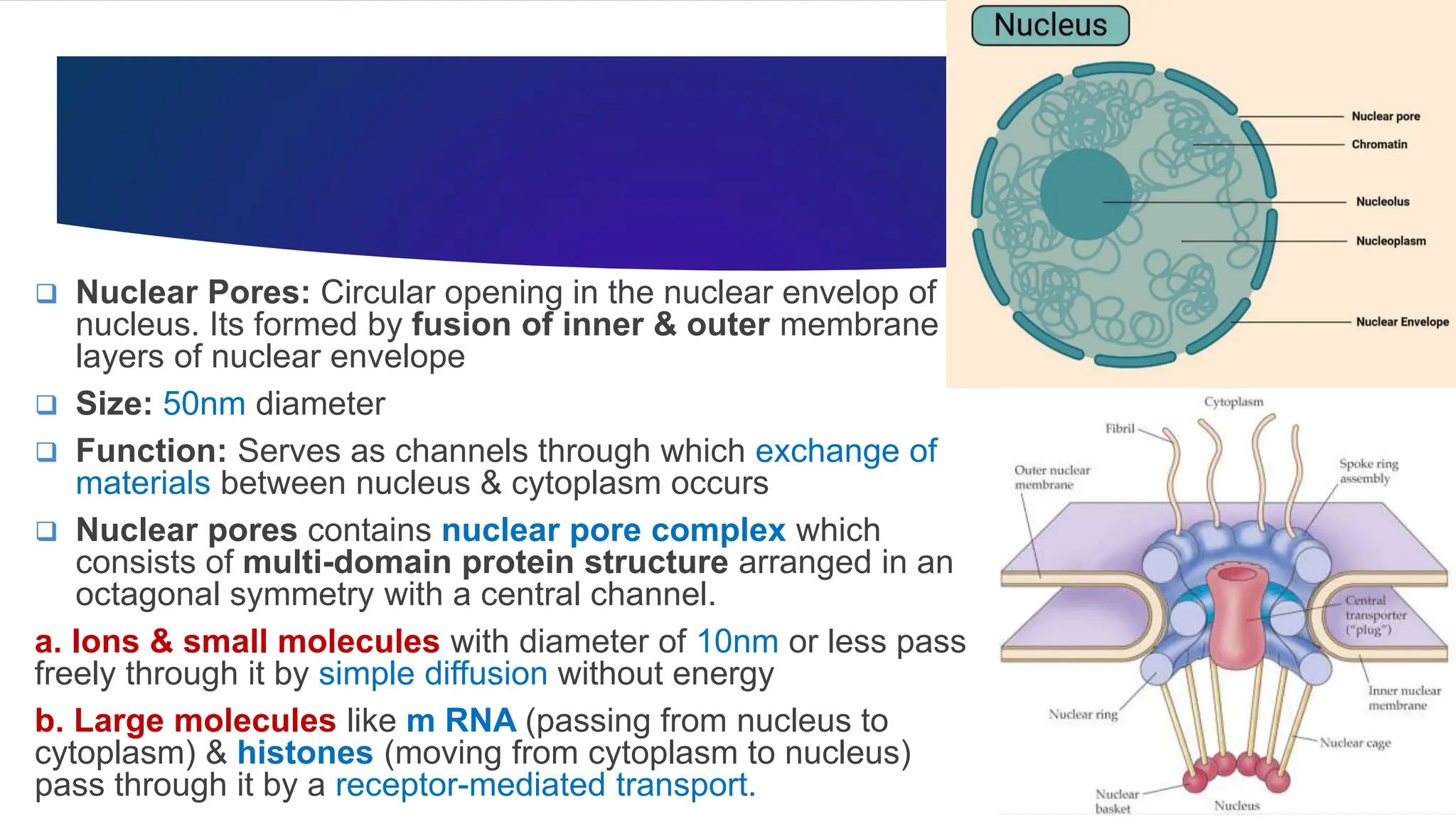 Histology Cell Junction & Nuclear Component by Dr. Rabia I. Gandapore.pptx