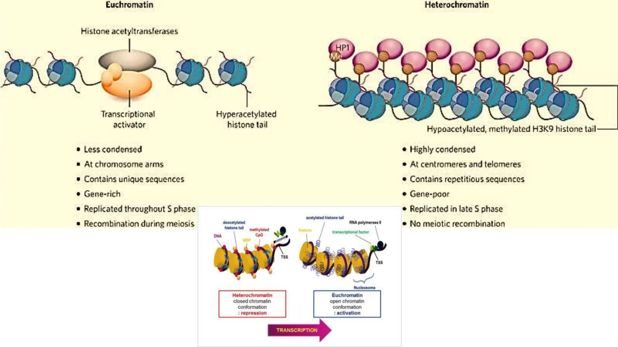 Histology Cell Junction & Nuclear Component by Dr. Rabia I. Gandapore.pptx