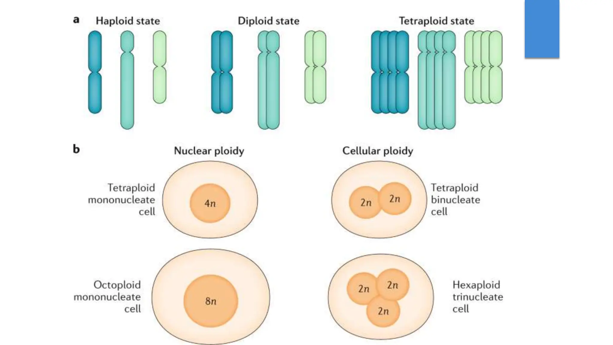 Histology Cell Junction & Nuclear Component by Dr. Rabia I. Gandapore.pptx