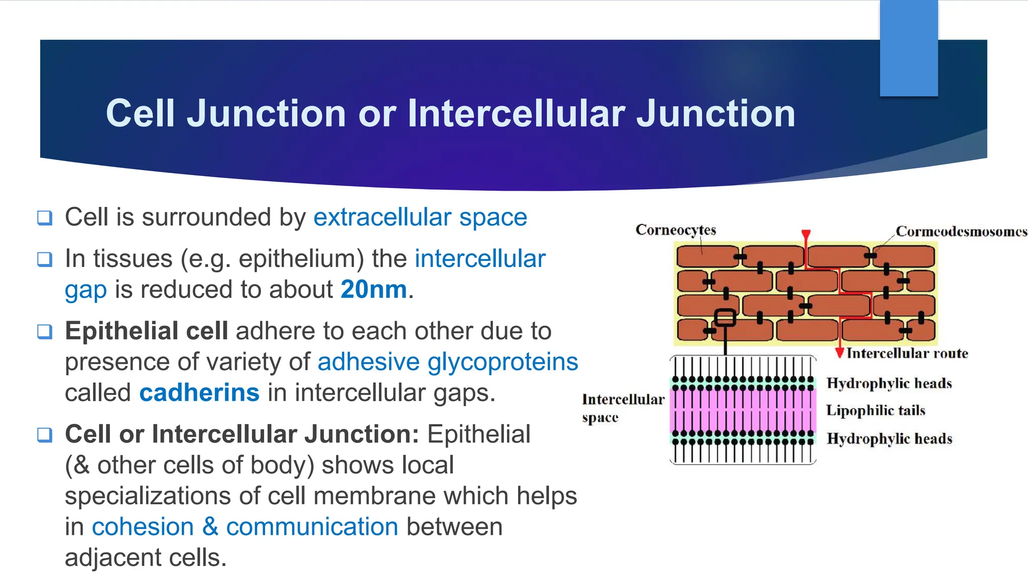 Histology Cell Junction & Nuclear Component by Dr. Rabia I. Gandapore.pptx