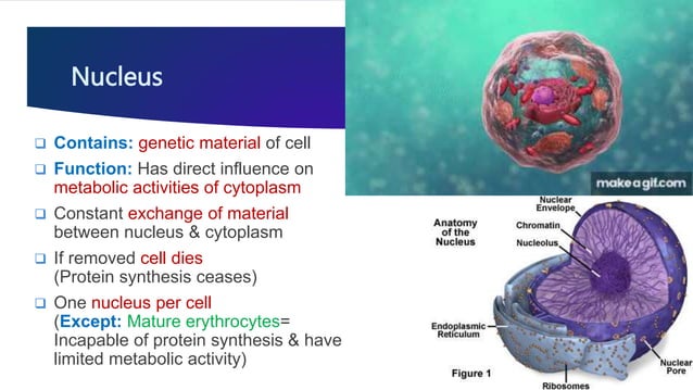Histology Cell Junction & Nuclear Component by Dr. Rabia I. Gandapore.pptx