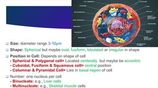Histology Cell Junction & Nuclear Component by Dr. Rabia I. Gandapore.pptx