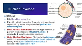 Histology Cell Junction & Nuclear Component by Dr. Rabia I. Gandapore.pptx