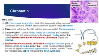 Histology Cell Junction & Nuclear Component by Dr. Rabia I. Gandapore.pptx