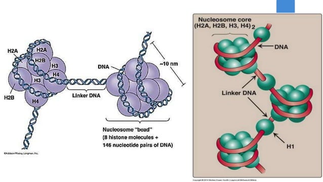 Histology Cell Junction & Nuclear Component by Dr. Rabia I. Gandapore.pptx