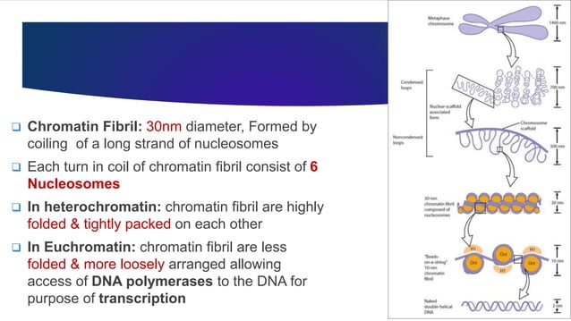 Histology Cell Junction & Nuclear Component by Dr. Rabia I. Gandapore.pptx