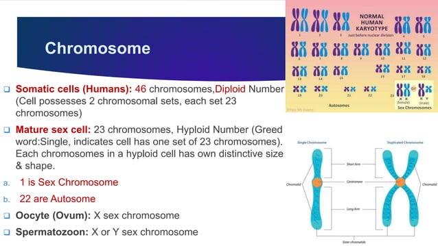 Histology Cell Junction & Nuclear Component by Dr. Rabia I. Gandapore.pptx