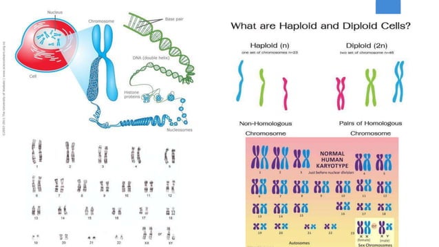 Histology Cell Junction & Nuclear Component by Dr. Rabia I. Gandapore.pptx