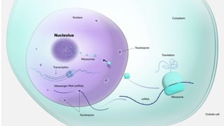 Histology Cell Junction & Nuclear Component by Dr. Rabia I. Gandapore.pptx
