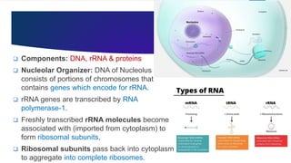 Histology Cell Junction & Nuclear Component by Dr. Rabia I. Gandapore.pptx
