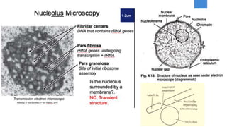 Histology Cell Junction & Nuclear Component by Dr. Rabia I. Gandapore.pptx