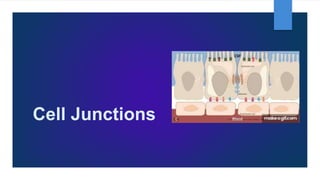 Histology Cell Junction & Nuclear Component by Dr. Rabia I. Gandapore.pptx