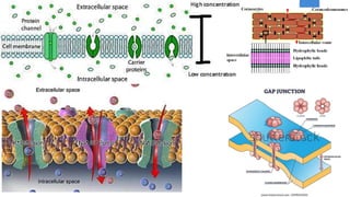Histology Cell Junction & Nuclear Component by Dr. Rabia I. Gandapore.pptx