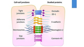 Histology Cell Junction & Nuclear Component by Dr. Rabia I. Gandapore.pptx
