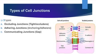 Histology Cell Junction & Nuclear Component by Dr. Rabia I. Gandapore.pptx