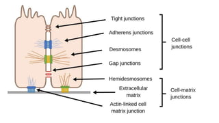 Histology Cell Junction & Nuclear Component by Dr. Rabia I. Gandapore.pptx