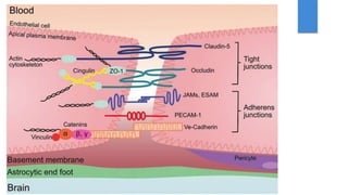 Histology Cell Junction & Nuclear Component by Dr. Rabia I. Gandapore.pptx