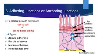 Histology Cell Junction & Nuclear Component by Dr. Rabia I. Gandapore.pptx