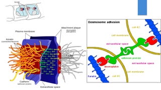 Histology Cell Junction & Nuclear Component by Dr. Rabia I. Gandapore.pptx