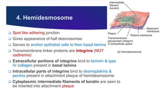 Histology Cell Junction & Nuclear Component by Dr. Rabia I. Gandapore.pptx