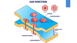 Histology Cell Junction & Nuclear Component by Dr. Rabia I. Gandapore.pptx