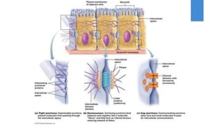 Histology Cell Junction & Nuclear Component by Dr. Rabia I. Gandapore.pptx