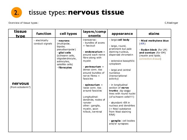 Histology 1st year medschool