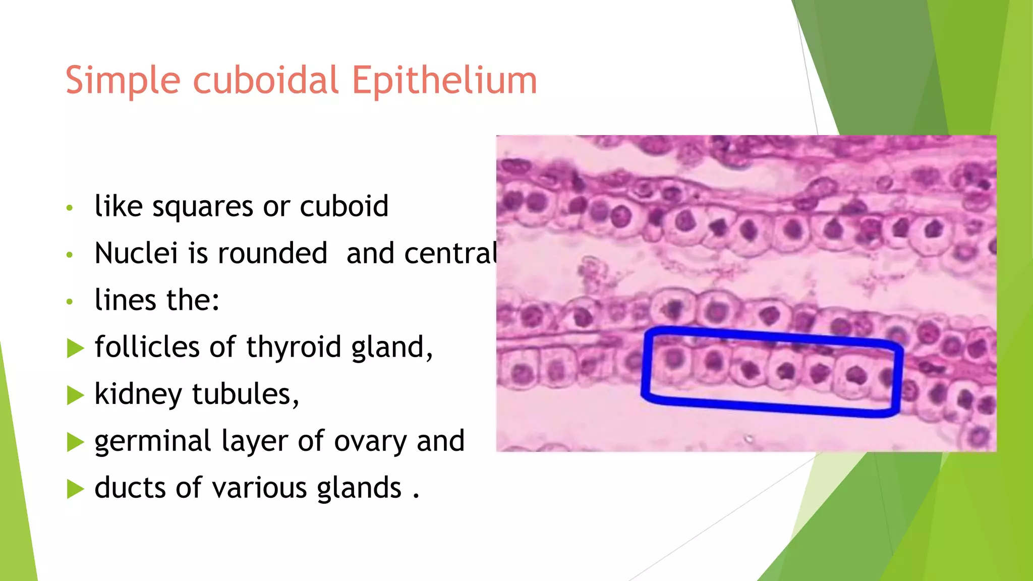introduction to Histology and epithelia | PPTX