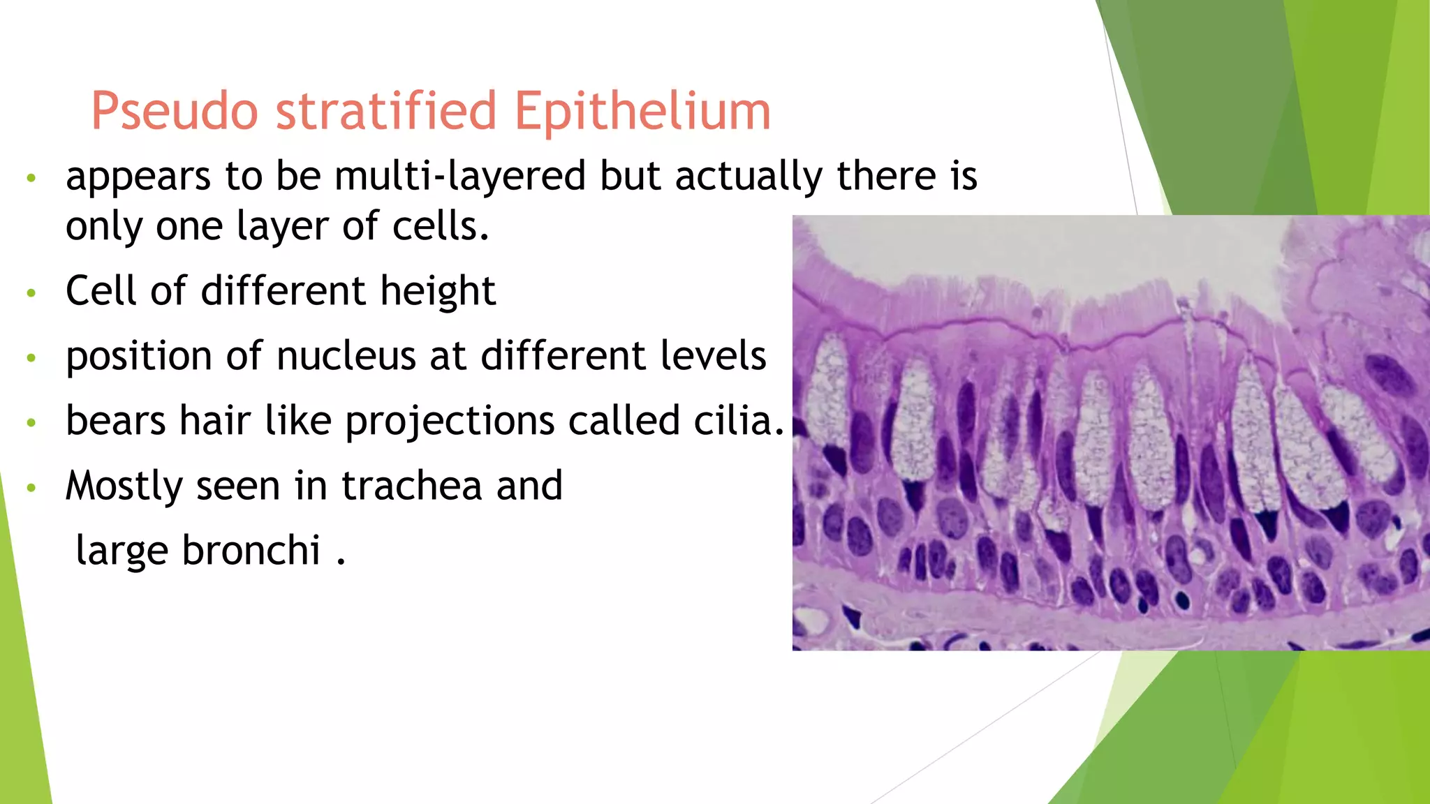 introduction to Histology and epithelia | PPTX