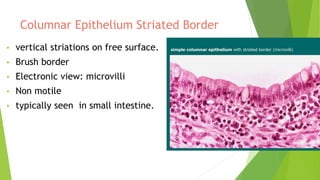introduction to Histology and epithelia | PPTX