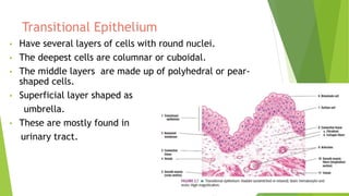 introduction to Histology and epithelia | PPTX