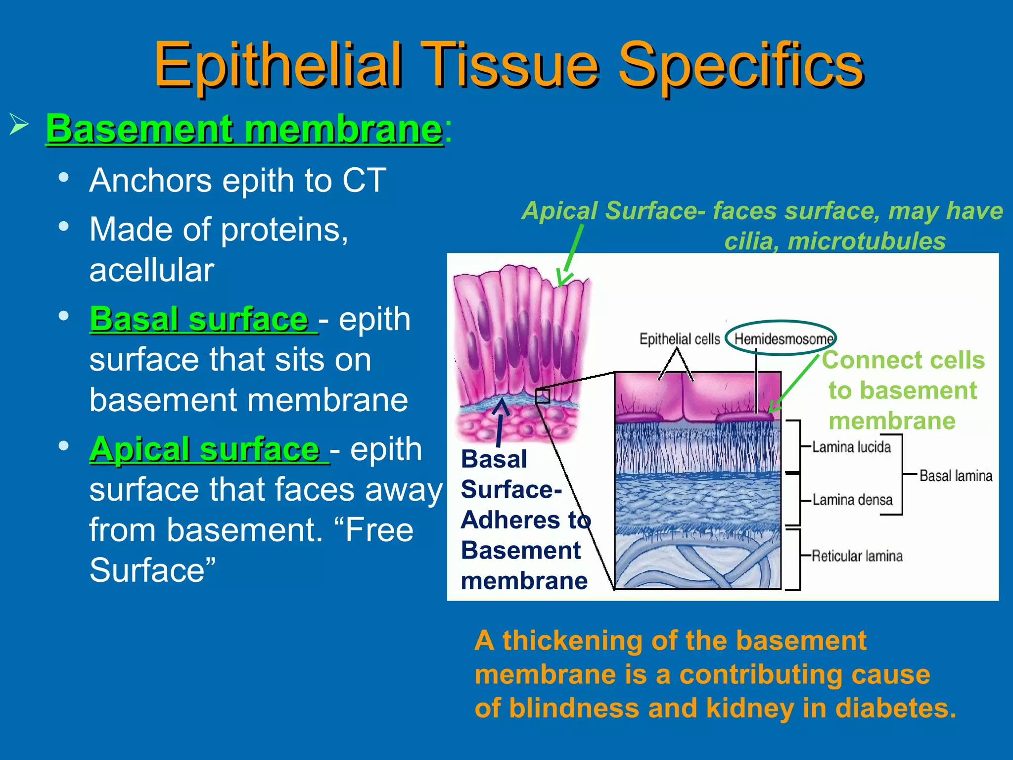 Histology epithelial tissue | PPT