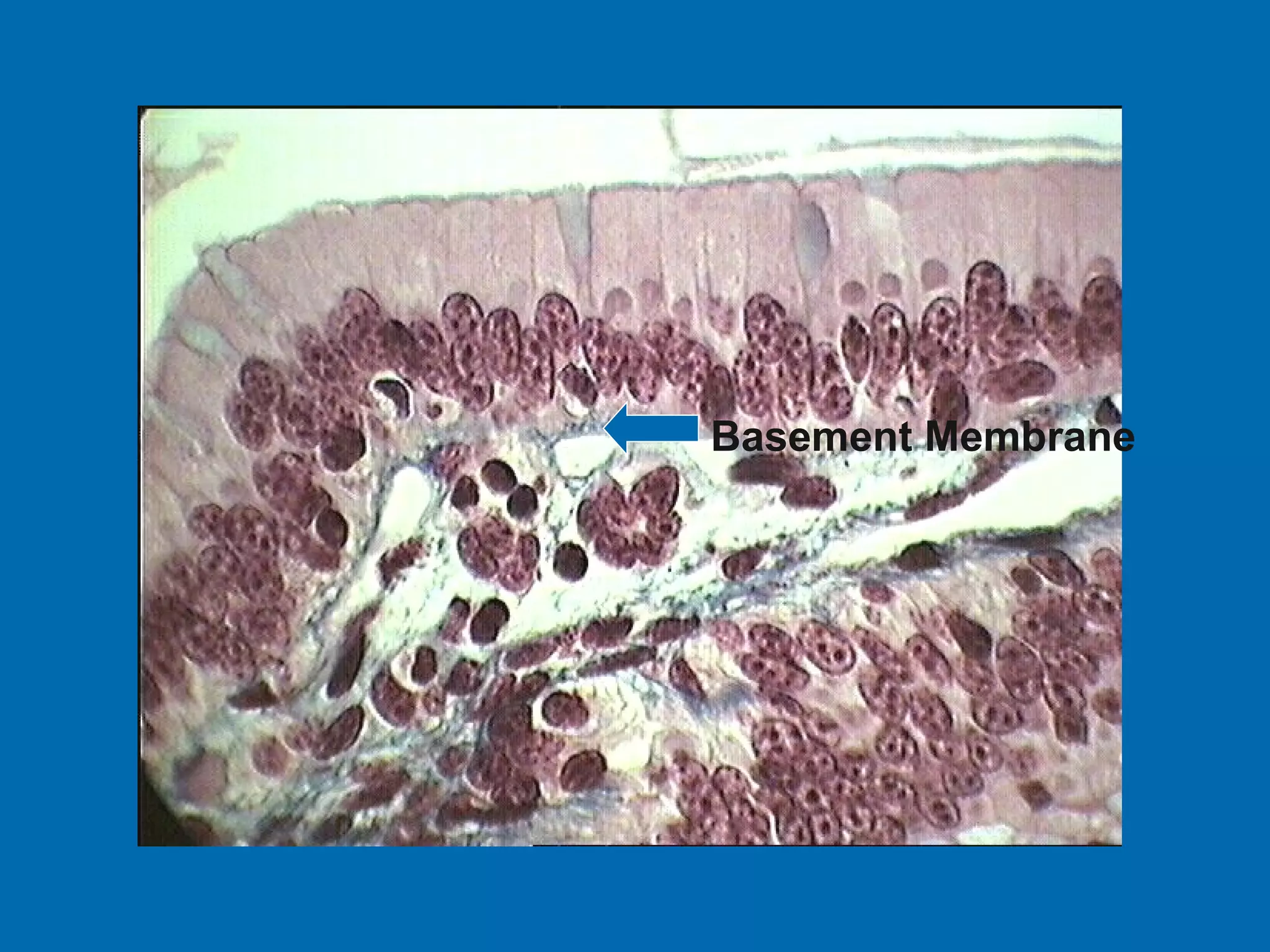 Histology epithelial tissue | PPT