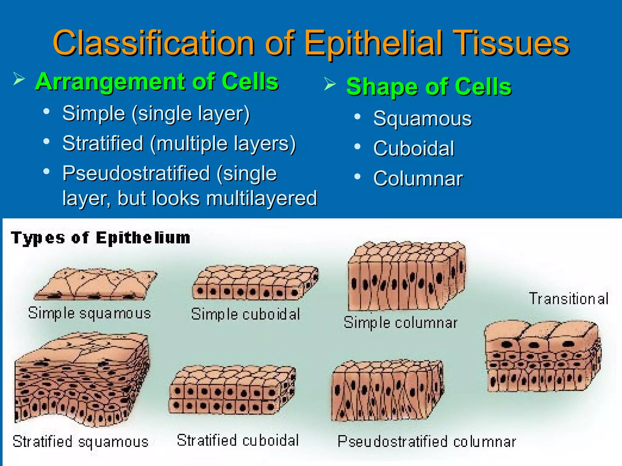 Histology epithelial tissue | PPT