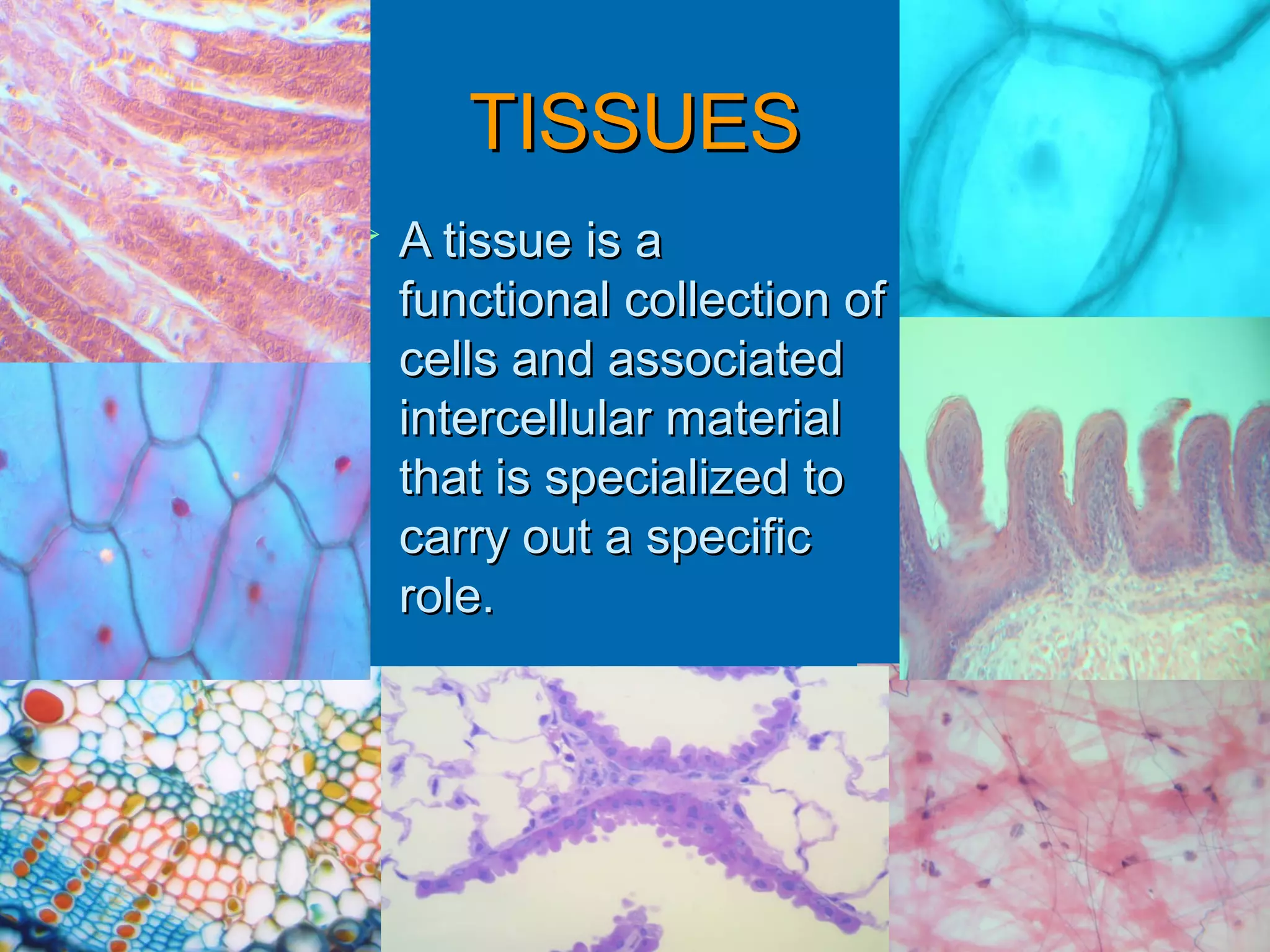 Histology epithelial tissue | PPT