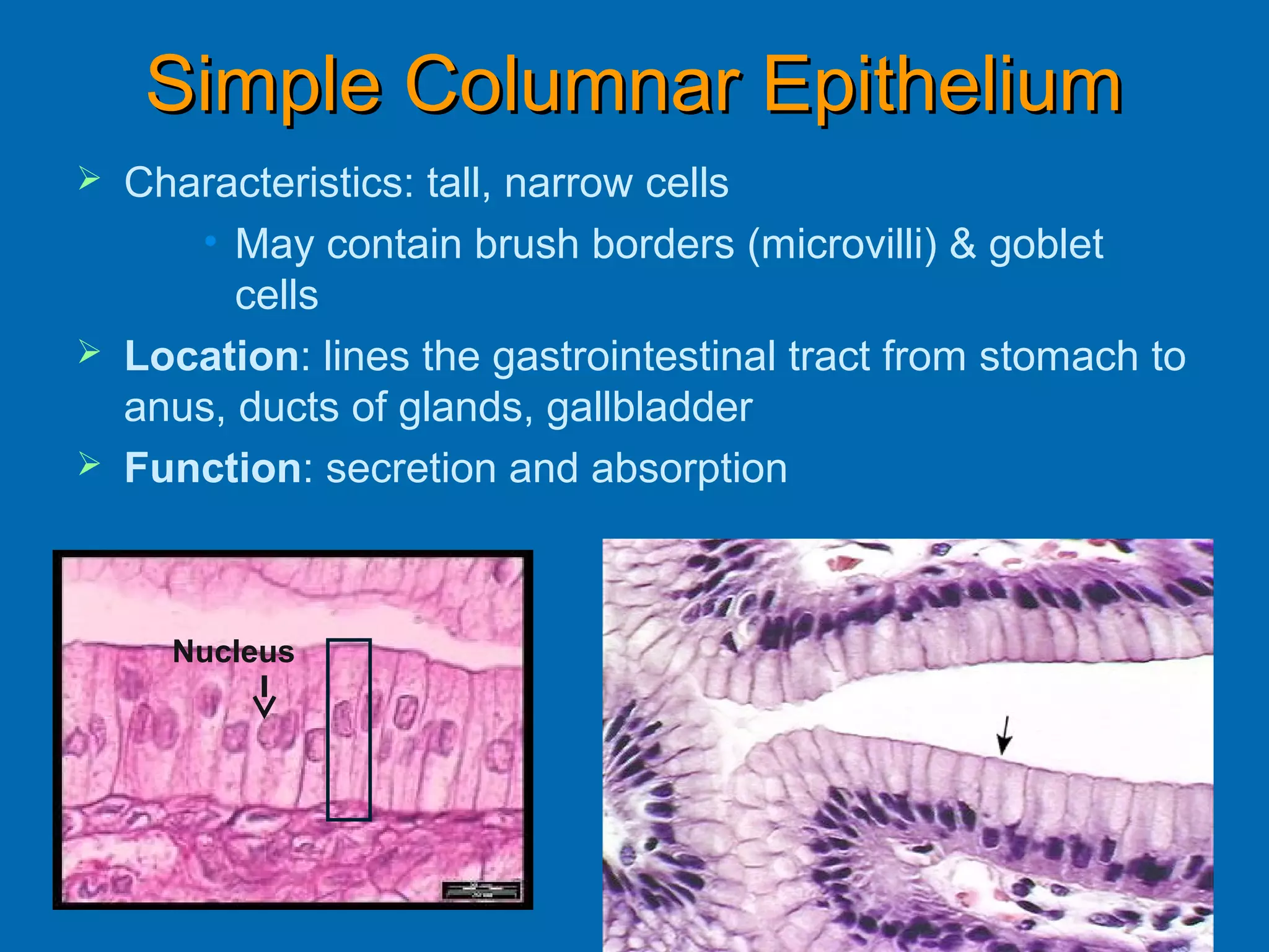 Histology epithelial tissue | PPT